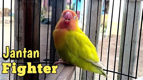 Lovebird Jantan Fighter Ngetik Ngekek Panjang Pancingan Labet Gacor