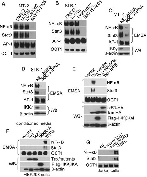 Figure 1 From The Autophagy Molecule Beclin 1 Maintains Persistent