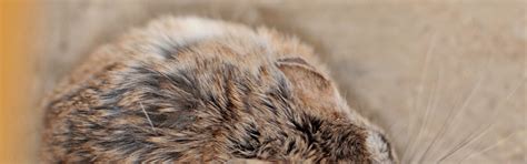 Southern Grasshopper Mouse Faunafocus