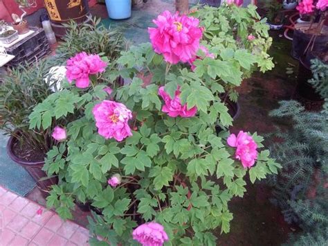 艾蜜莉以花會友，上聯：牡丹花開真國色，獨佔天下第一香；求下聯 每日頭條