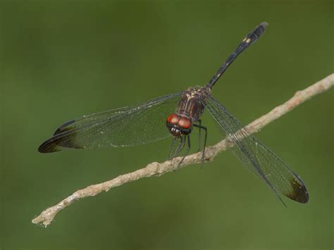 Swift Setwing Dragonfly Repost Macroclose Up Critiques Nature