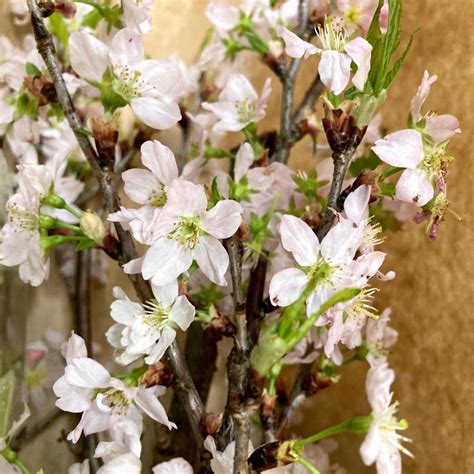 Ink And Sakura Youtube