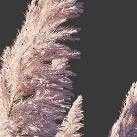 Pampas Grass Rosea Pink Cortaderia Plant In 2 Litre Pot 35 45cm High