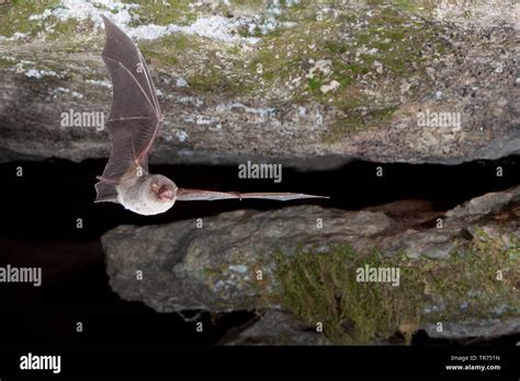 Common Bent Wing Bat Schreibers Bat Miniopterus Schreibersii
