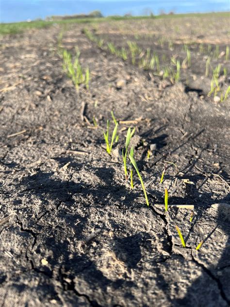 SD Spring Wheat Planting Starts Slow Brownfield Ag News