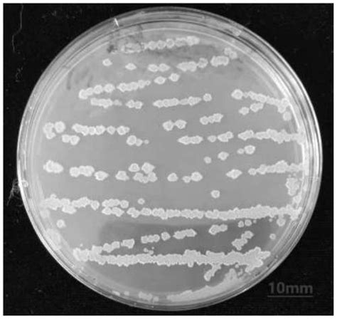 Bacillus Velezensis Csqxdz26 Strain And Application Thereof Eureka
