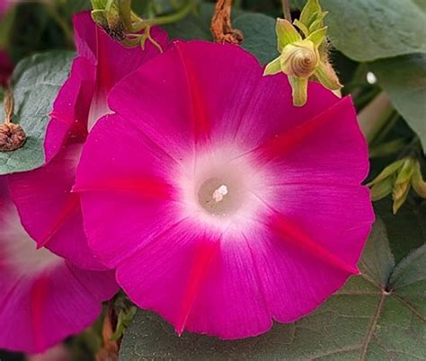 Moonflower Ipomoea Alba Seeds