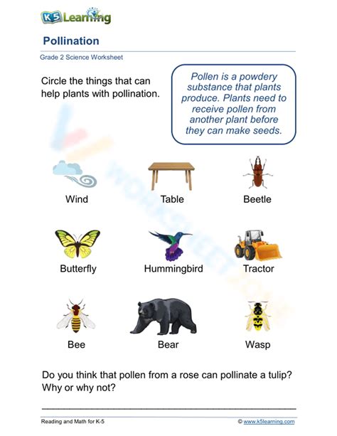 Pollination Worksheet