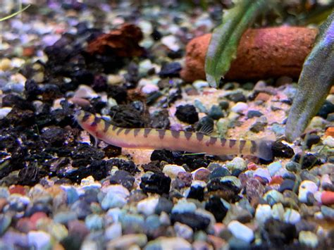 Dwarf Kuhli Loach Aquatic Avenue Online Store