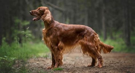 Irish Setter Growth Chart Weight And Size Chart