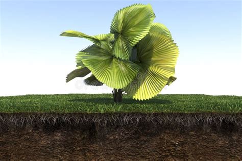 Palm Tree On The Grass And A Slice Of Soil Under It Stock Illustration
