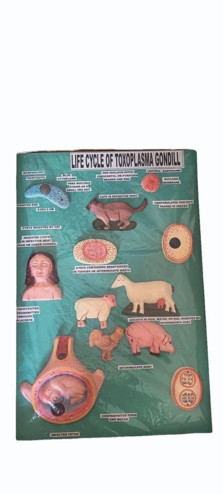 Toxoplasma Gondill Life Cycle Pathology Model At ₹ 2500 In Ambala Id 2853231829412