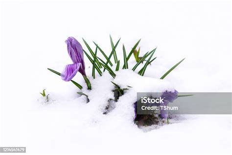봄동안 눈 속에서 자라는 보라색 크로커스 꽃 소프트 포커스 자연 배경 0명에 대한 스톡 사진 및 기타 이미지 0명 2월 3월 Istock