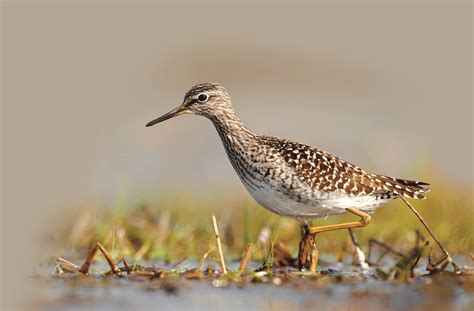 Crane Spotter A Woodsand In The Woods And Field Cranleigh Magazine
