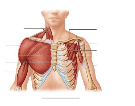 Upper Appendicular Muscles Quiz Upper Appendicular Muscles Quiz