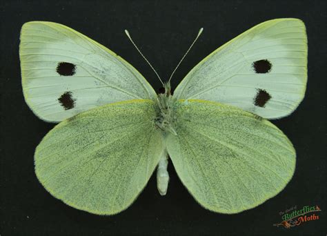 Wholesale Pieris Brassicae Large White England World Of Butterflies