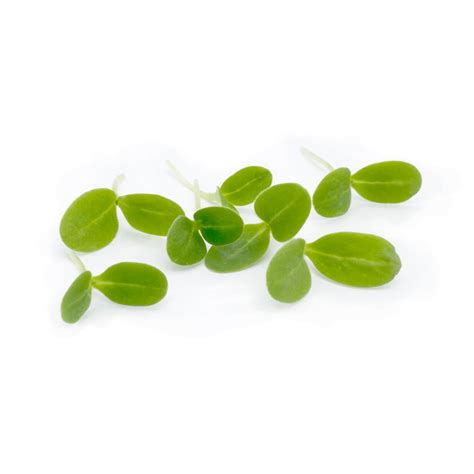 Arugula Rocket Microgreens 30g