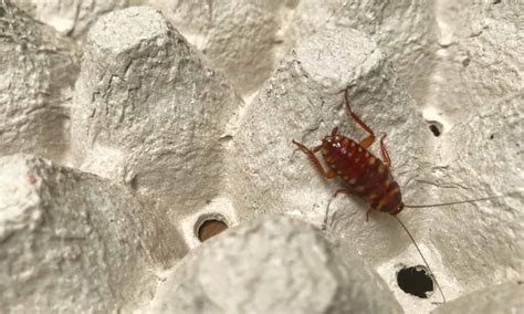 Roaches In Missouri A Z Animals