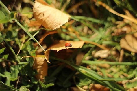 Beetle Insect Leaves Free Photo On Pixabay Pixabay
