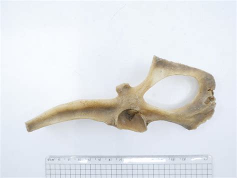 Red Necked Wallaby Subfossil Hip Bone Faculty Of Medicine Dentistry