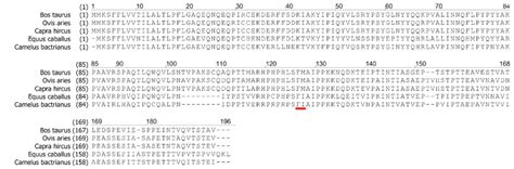 Amino Acid Sequences For κ Casein Of Cow Sheep Goat Horse And Camel