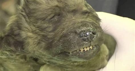 Este cachorro siberiano que vivió hace años era un perro o un lobo Infobae