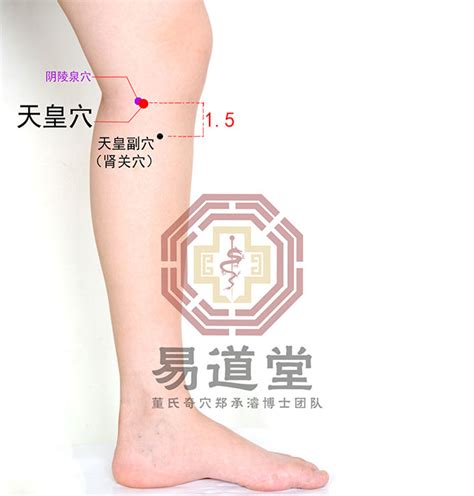 天皇穴七七部位小腿部2018年第五届董氏奇穴针灸国际论坛 第三届海峡两岸董氏奇穴针灸研讨会