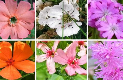 9 Types Of Echinacea Pictorial Guide
