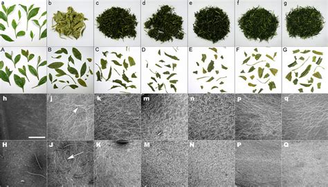 Morphology Of Tea Leaves Obtained At Each Processing Step Images A To