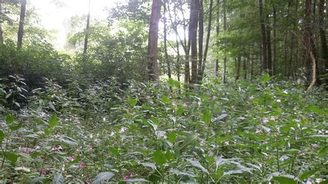 All About Himalayan Balsam Environment Controls