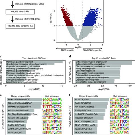 Chromatin Accessibility Profiling Of Human Bc Tissues A Schema Of