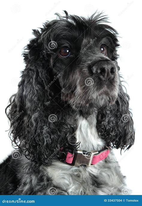 Cocker Spaniel Femminile Isolato Su Fondo Bianco Fotografia Stock