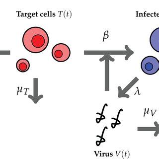 Diagram of a Markov chain model of the kinetic proof‐reading by T cell ...