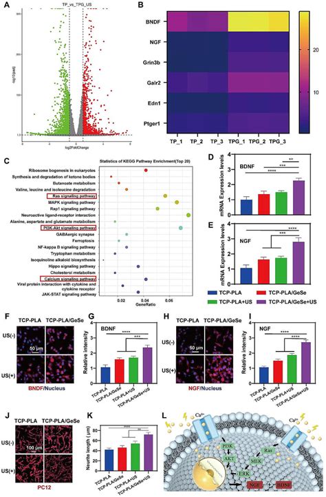 Biomimetic Bone Periosteum Scaffold For Spatiotemporal Regulated