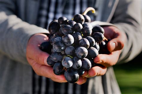 Variedades de uvas tintas españolas BeDrinks
