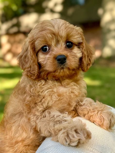 Maple Toy Cavapoo Puppy 💗 Sold Precious Pups Usa