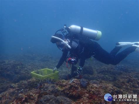 公私合作海洋造林 新北復育超過1700株珊瑚