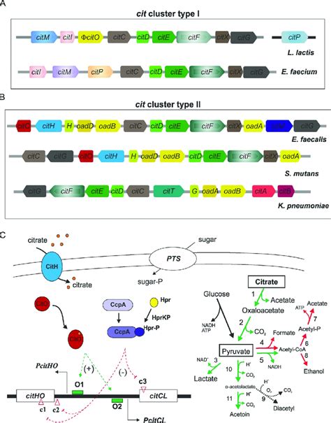 Citrate Gene Clusters And Metabolic Pathway A And B Scheme Of
