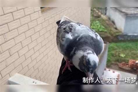 这个飞来的鸽子老欺负我家小肉鸽，今天被我说了一次就飞走了家小肉鸽鸽子
