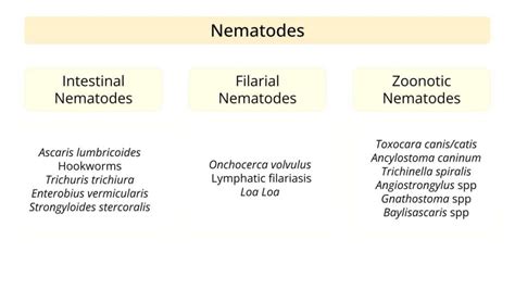 Nematodes 101 Parasites Without Borders