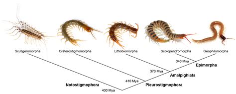 House Centipede Bite Can Cause Death
