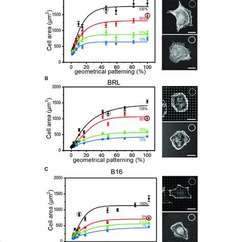 Cell Spreading Depends On Fn Availability The Afn Dilution And The