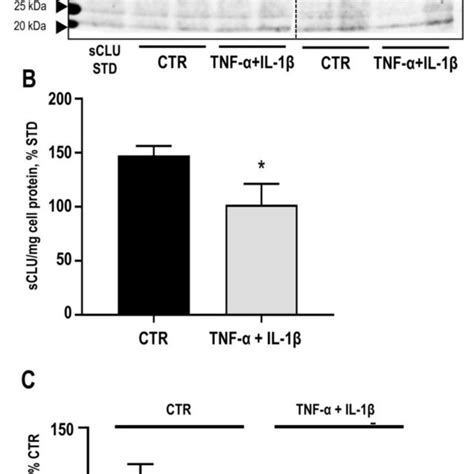 Clusterin Protein And Mrna Expression In Un Passaged Primary Articular
