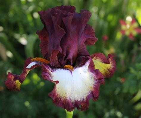 Class Ring Tall Bearded Iris Schreiners Gardens
