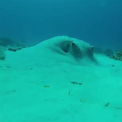 🔥 Suspicious Fish Is Suspicious For A Good Reason 🔥 Natureisfuckinglit