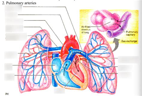 Right And Left Pulmonary Arteries