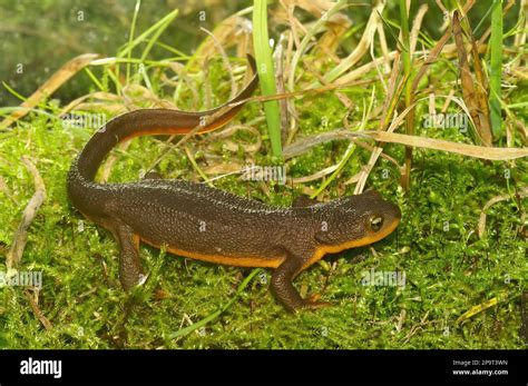 Detailed Closeup On A Male Poisonous Californian Rough Skinned Newt