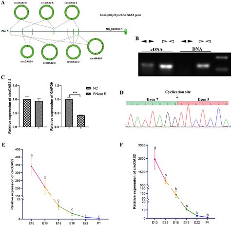 Figure 5 From Transcriptome Rna Sequencing Reveals That Circular Rnas
