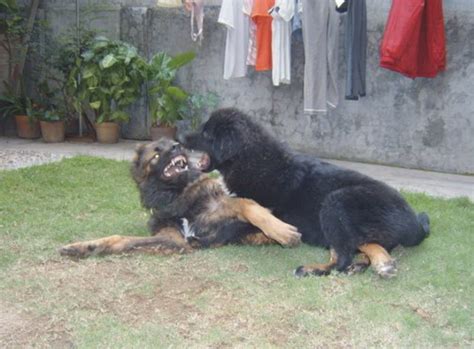 高加索犬vs藏獒高加索犬vs老虎 随意云