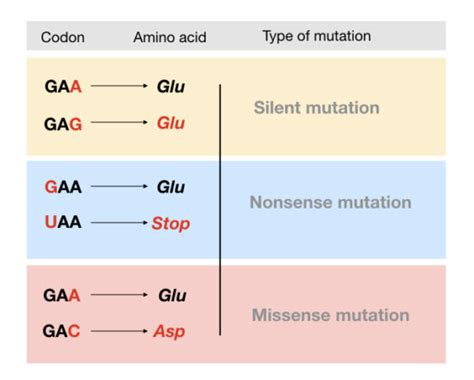 What Is A Point Mutation
